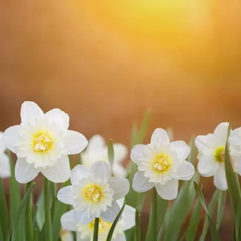 The Jonquil Flower Is Ideal In Borders, Flowerbeds, and Brings – Flora ...