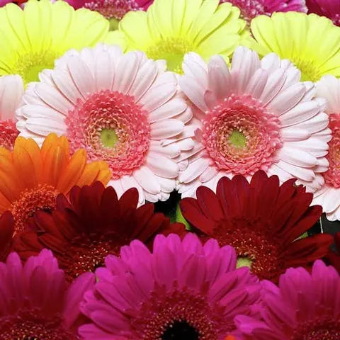 Behind the scenes at FloraQueen - Flora Queen